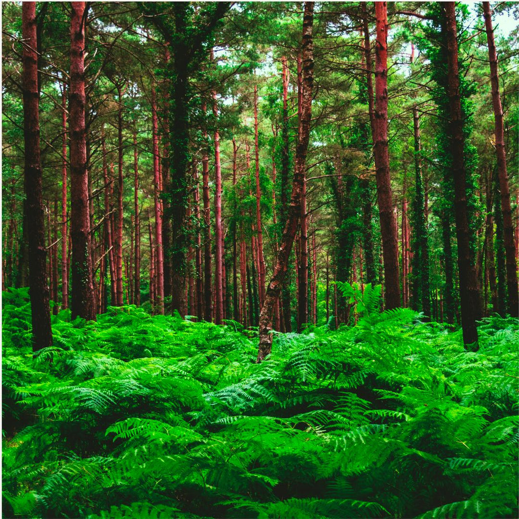 forest_1024x1024.jpg?v=1671347097